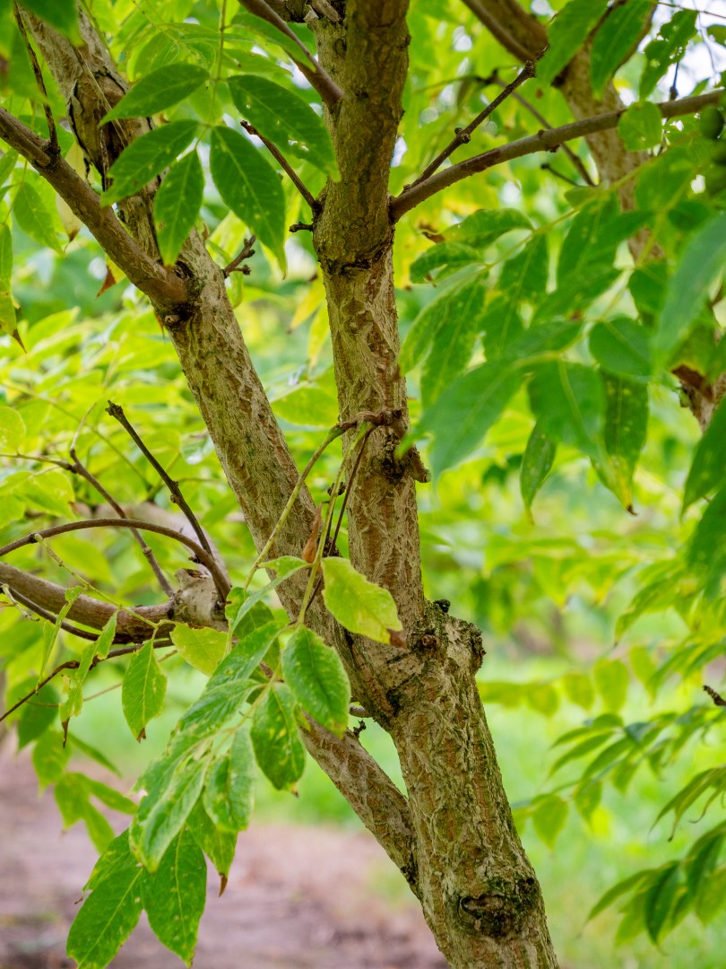Phellodendron Amurense Amur Cork Tree Van Den Berk Nurseries